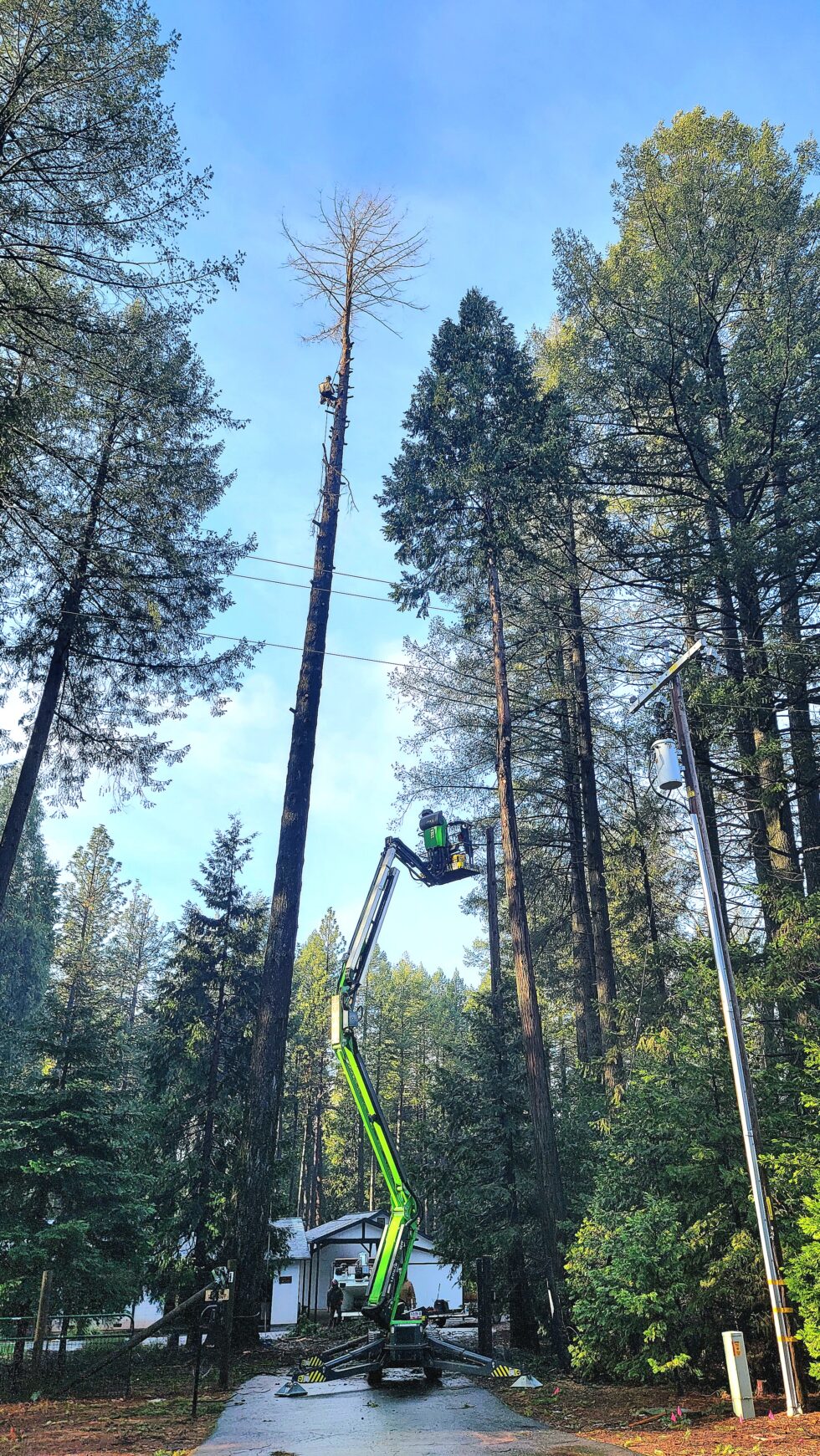 Tree Service Auburn CA | Sindt Tree Service