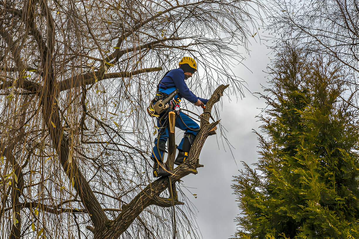 What to Consider Before Attempting DIY Tree Removal - My Blog