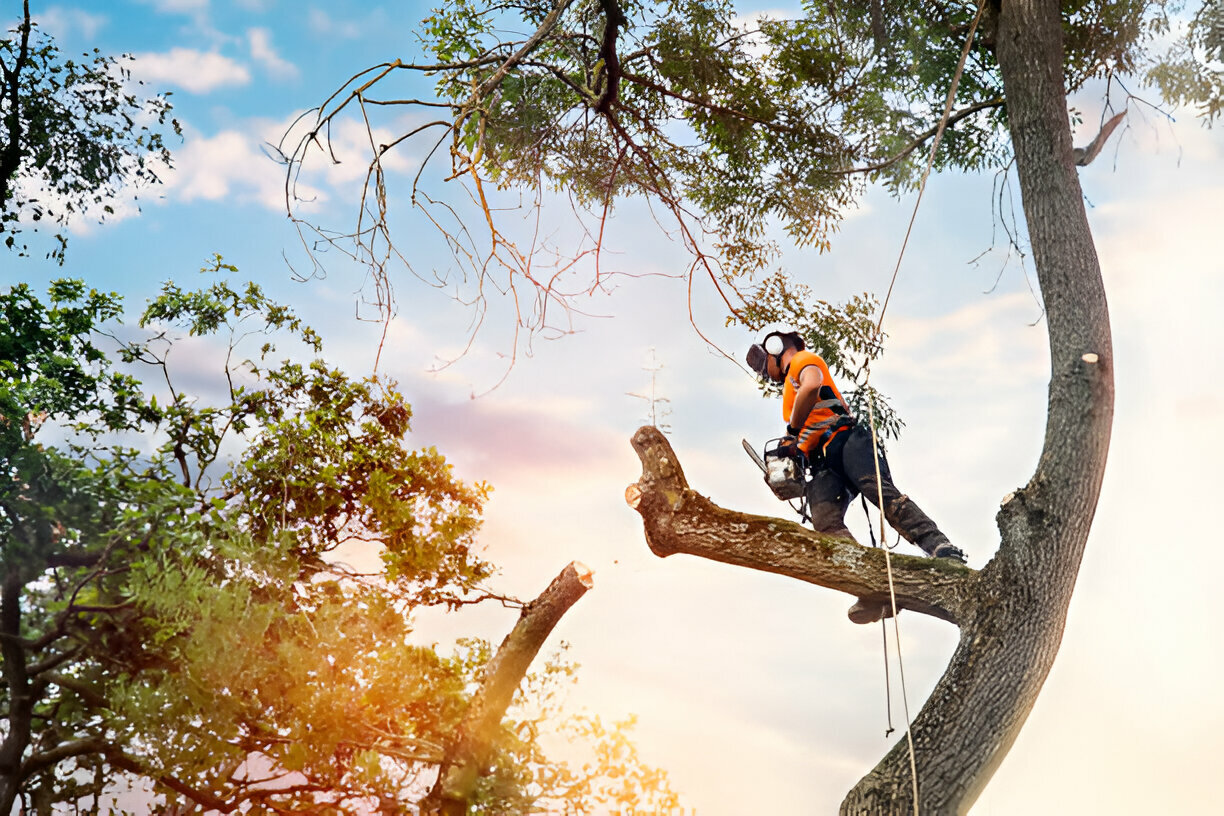 How Professional Tree Pruning Can Benefit Your Trees - My Blog