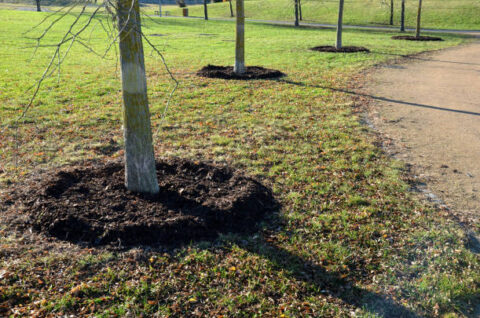 How to Mulch Around Trees Correctly - Sindt Tree Service